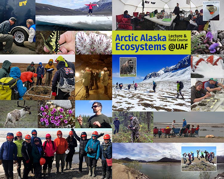 Arctic Alaska Ecoysystems field course at UAF