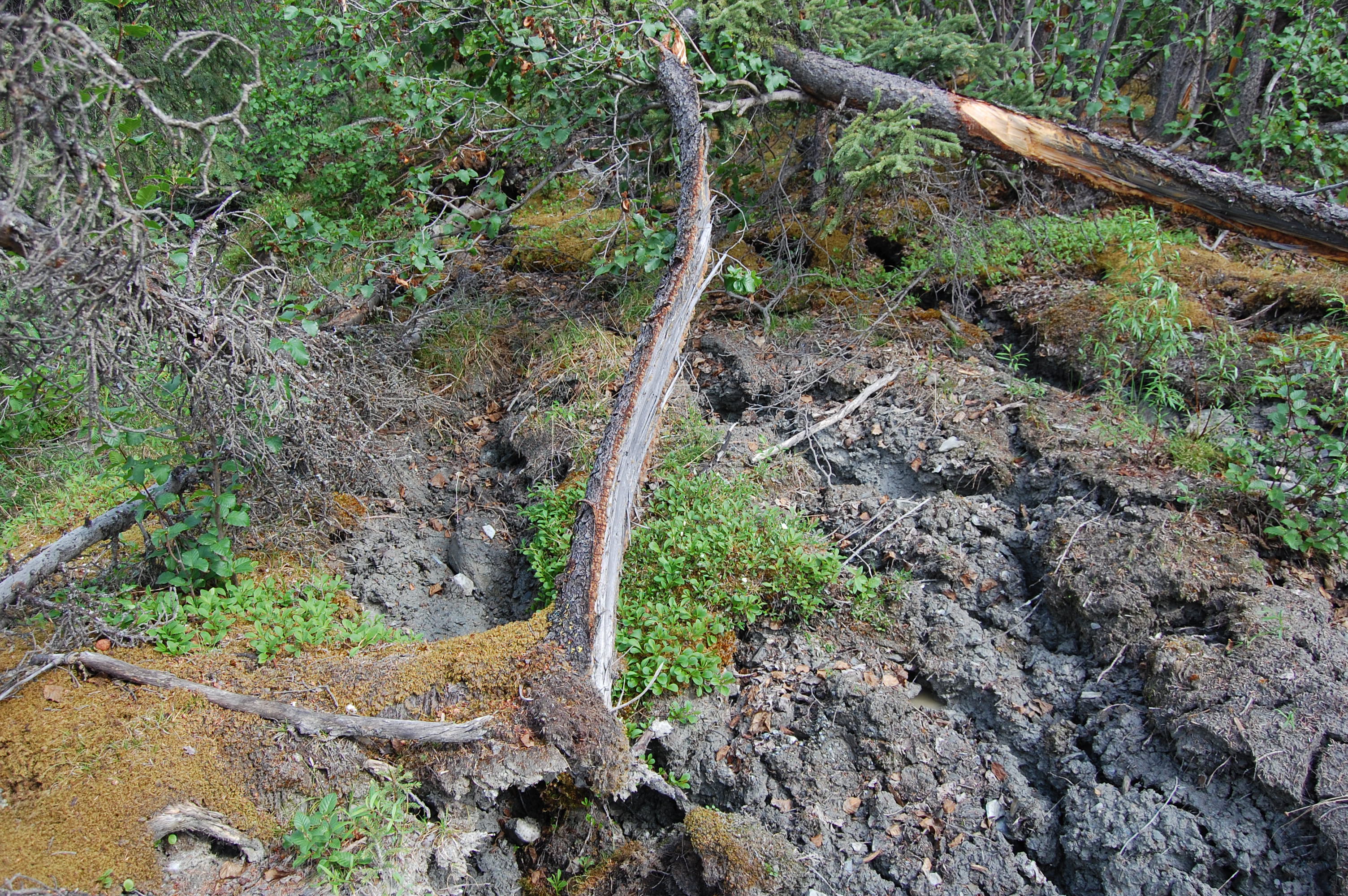 Biology 495/695, Arctic Vegetation Ecology